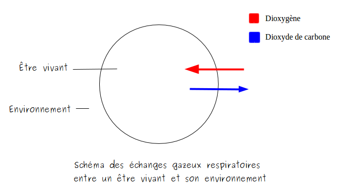 Des échanges gazeux respiratoires – Les cours de Max