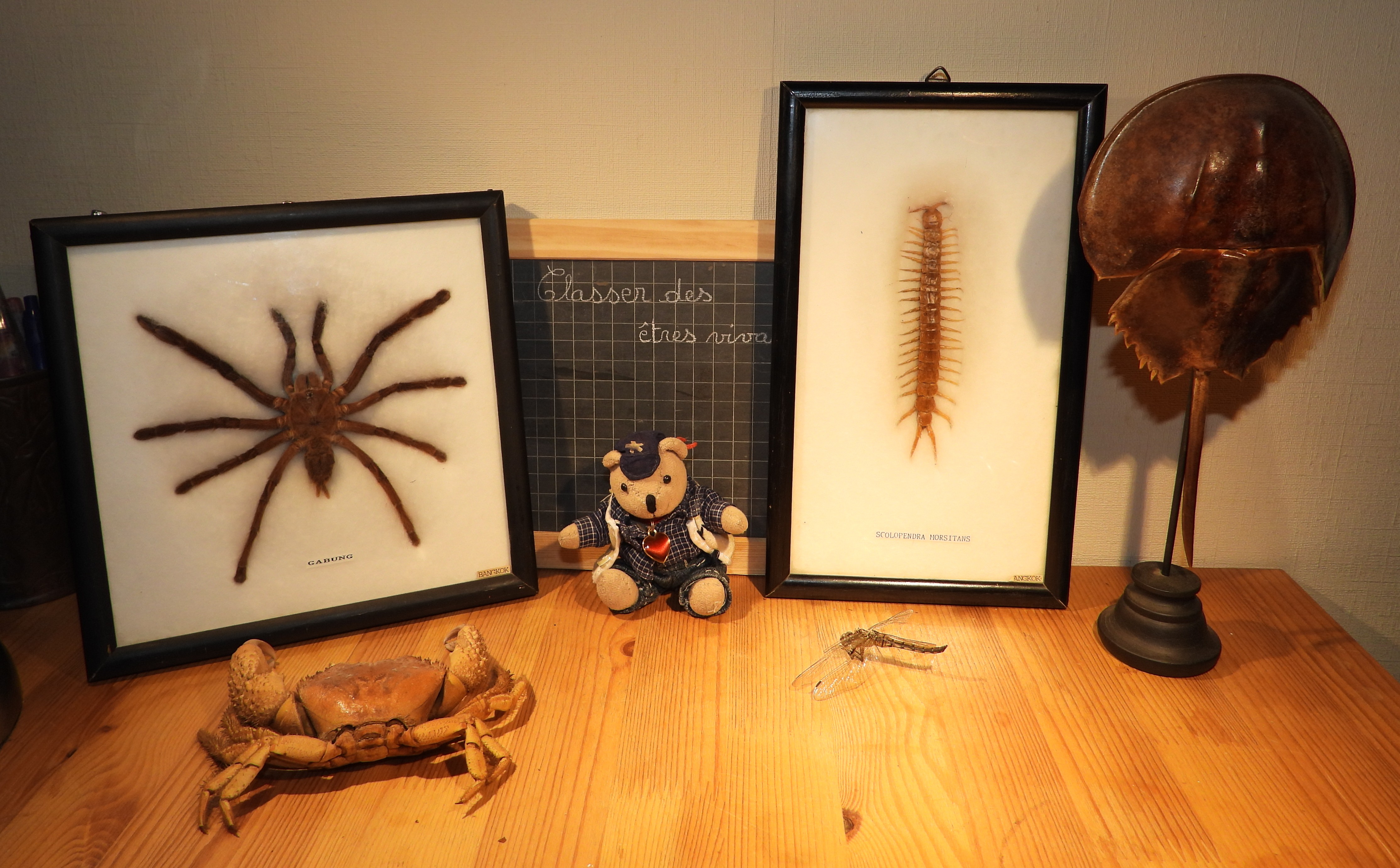 La classification des Arthropodes – Les cours de Max
