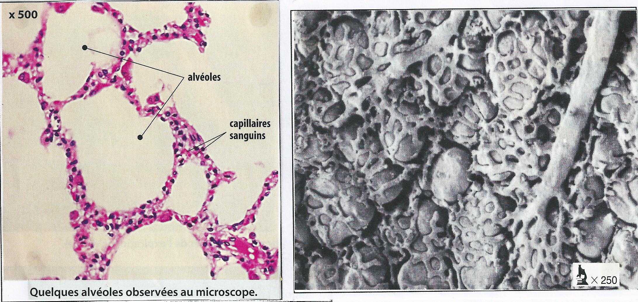 Les alvéoles pulmonaires – Les cours de Max