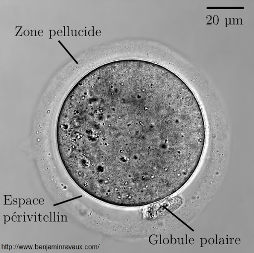 Max – Les cours de Max