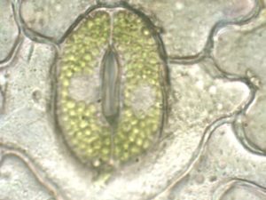 5ème – Les cours de Max